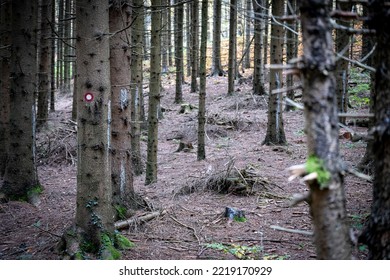 25,512 Forest Columns Images, Stock Photos & Vectors | Shutterstock