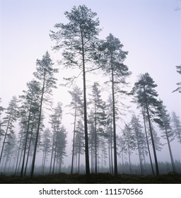 Pine Tree Forest Mist Stock Photo 111570566 | Shutterstock