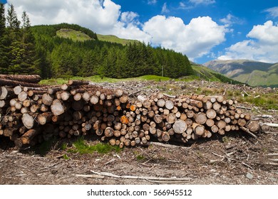 2,873 Forest Exploitation Images, Stock Photos & Vectors | Shutterstock