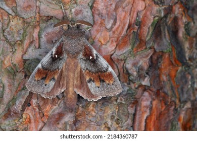 58 Pine Tree Lappet Images, Stock Photos & Vectors | Shutterstock