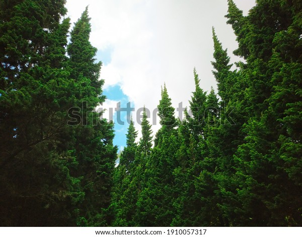 Pine Tree Lined Typical Mountain View Stock Photo 1910057317 | Shutterstock