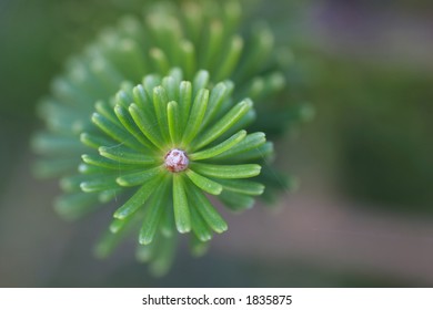 47 imágenes de Dewey pine - Imágenes, fotos y vectores de stock ...