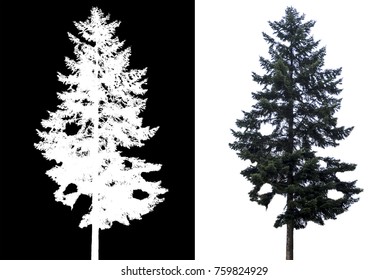 1,790 Pine tree alpha Images, Stock Photos & Vectors | Shutterstock