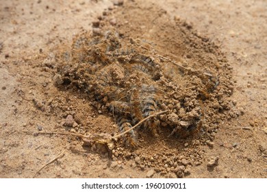 Pine Tree Pests Insects Found Soil Stock Photo 1960109011 | Shutterstock