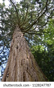 Big Brown Tree Leafy Green Leaves Stock Photo 1519938791 | Shutterstock