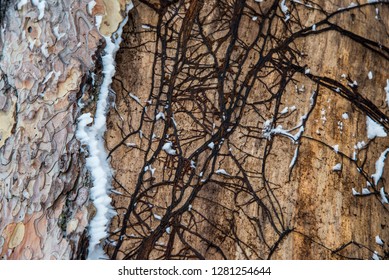 Pine Tree Trunk Bark Texture Background Stock Photo 1281254644 ...