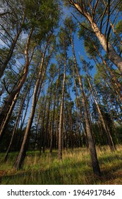 Pine Tree Trunks Converging Towards Sky Stock Photo 1964917846 ...