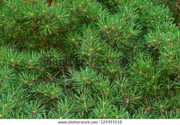 Pine Tree Twig Closeup Background Stock Photo 529393558 | Shutterstock