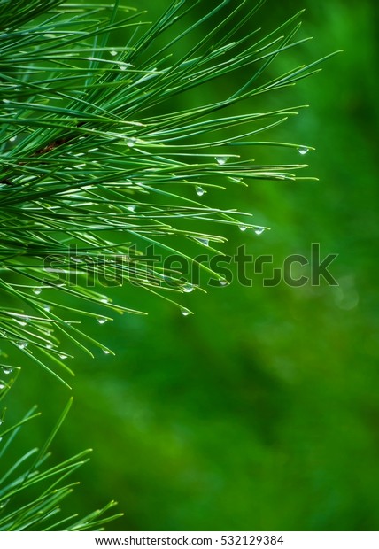 Pine Tree Water Drops Stock Photo 532129384 | Shutterstock