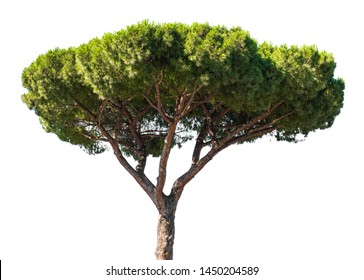 32,631 Tall blue pine trees Images, Stock Photos & Vectors | Shutterstock