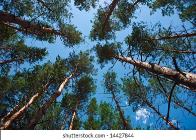 Pine Trees Below Stock Photo 14427844 | Shutterstock