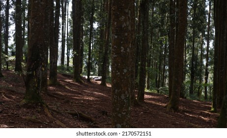 11,642 Spooky pine trees Images, Stock Photos & Vectors | Shutterstock
