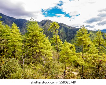 47,242 Pine tree rain Images, Stock Photos & Vectors | Shutterstock