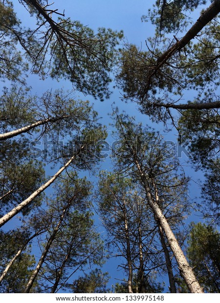 Pine Trees Looking Ground Clear Blue Stock Photo 1339975148 | Shutterstock