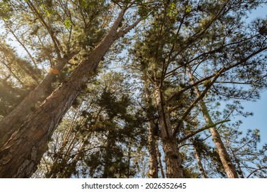 2,748 Pine trees late sun Images, Stock Photos & Vectors | Shutterstock