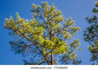 Ehala Flower Sri Lanka Sky Background Stock Photo 1224075178 | Shutterstock
