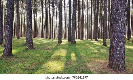 Pine Trees Sun Light Stock Photo 790241197 | Shutterstock