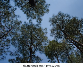 96 Pinus Roxburghii Images, Stock Photos & Vectors | Shutterstock