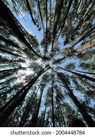 Pine Valleypine Valley Pine Forest Valley Stock Photo 2004448784 ...