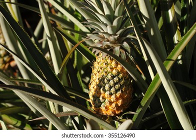 Pineapple Fruit Ananas Comosus Growing On库存照片1429127381 | Shutterstock