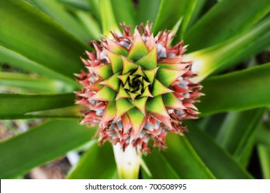 Pineapple Bloom Stock Photo 700508995 | Shutterstock