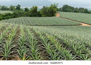 Champ ananas : 16 905 images, photos et images vectorielles de stock ...