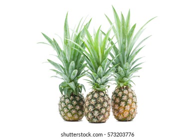 Group Three Pineapple Plants Isolated On Stock Illustration 453225559