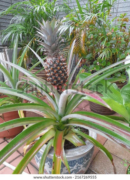 Pineapple Tree That Bears Fruit Planted Stock Photo 2167269555 ...