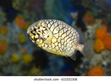 276 Pinecone Fish Images, Stock Photos & Vectors | Shutterstock