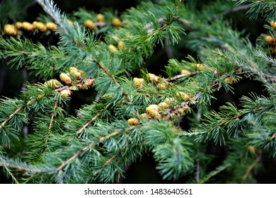 309 Bract scales Images, Stock Photos & Vectors | Shutterstock