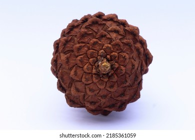28,854 Pinecone texture Images, Stock Photos & Vectors | Shutterstock