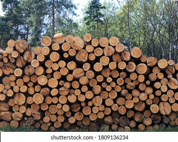Pulpwood Biomass Stacked Logpile Pine Tree Stock Photo 1686885466 ...