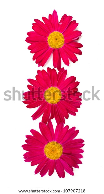 Pink Daisy Border Stock Photo 107907218 | Shutterstock