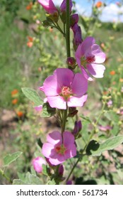 106 Globemallow Images, Stock Photos & Vectors | Shutterstock