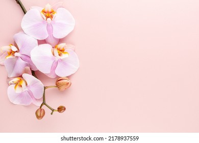 Pink Orchid Theme Objects On Pastel Stock Photo 2178937559 | Shutterstock