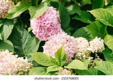 435 Inflorescence paniculate Images, Stock Photos & Vectors | Shutterstock