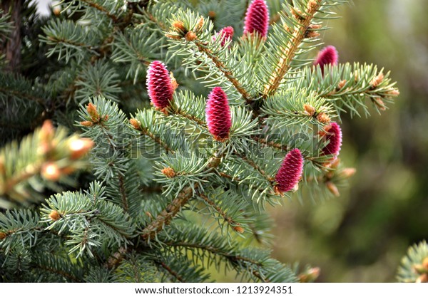 Pink Pine Cones Stock Photo (Edit Now) 1213924351