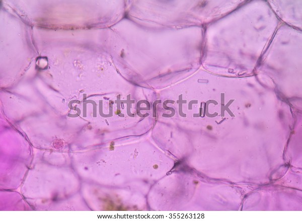 Pink Plant Cells Under Microscope Stock Photo 355263128 | Shutterstock