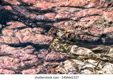 Pink Pollution Texture Pattern Caused By Stock Photo 1404661157 ...