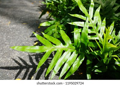 Pinnatisect Images, Stock Photos & Vectors | Shutterstock