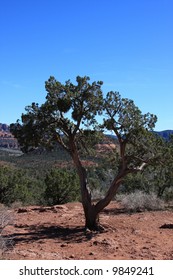 452 Pinon tree Images, Stock Photos & Vectors | Shutterstock