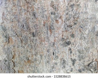 Pipal Tree Stem Texture Background Stock Stock Photo 1528838615 ...