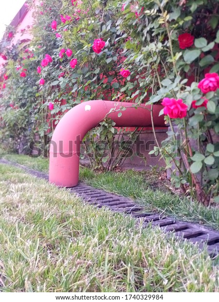 Pipe Wall Roses Stock Photo 1740329984 | Shutterstock