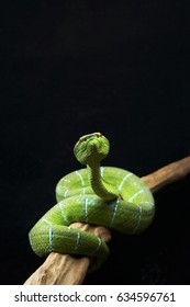 45 Pit Viper Side View Images, Stock Photos & Vectors | Shutterstock