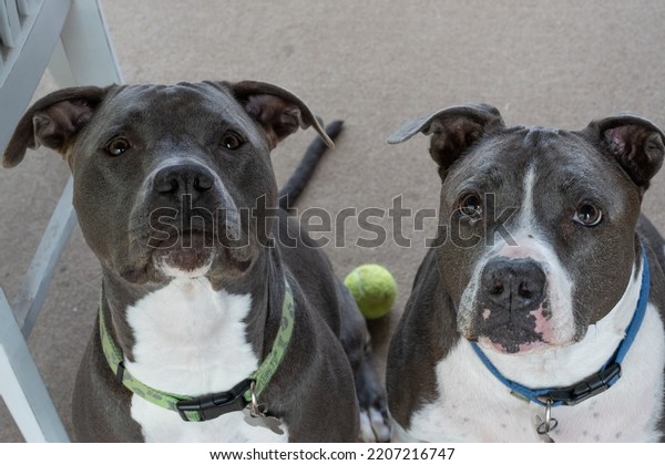 Pitbull Dogs Sitting Down While Looking Stock Photo 2207216747 ...