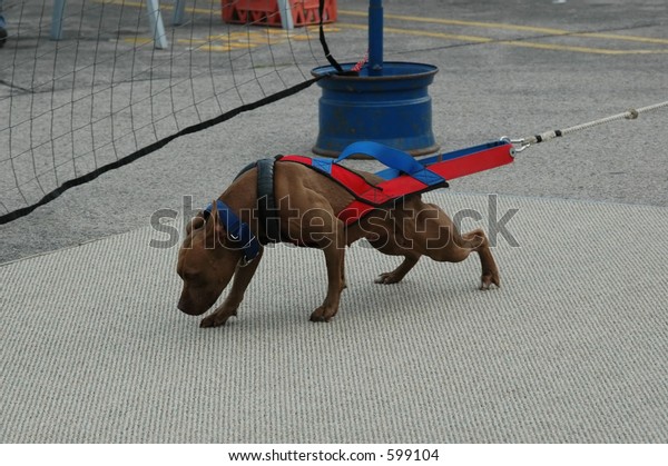 Pitbull Pulling Cart Weight Pull Stock Photo 599104 | Shutterstock