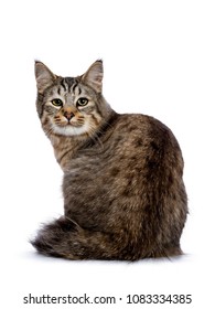 775 Cat looking over shoulder Images, Stock Photos & Vectors | Shutterstock