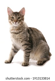 319 Pixie cat Images, Stock Photos & Vectors | Shutterstock