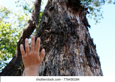 Placed On Trunk Big Tree Fingers Stock Photo 776430184 | Shutterstock
