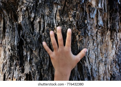 Placed On Trunk Big Tree Fingers Stock Photo 776432380 | Shutterstock